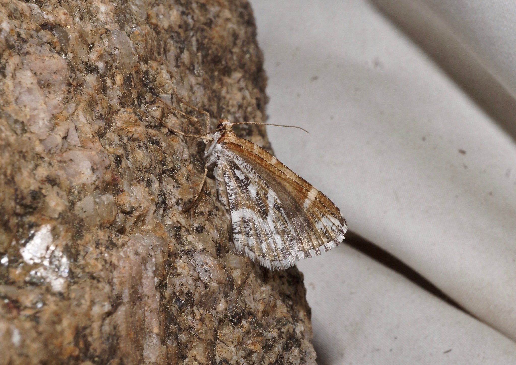 Stamnodes marmorata (Packard, 1871)