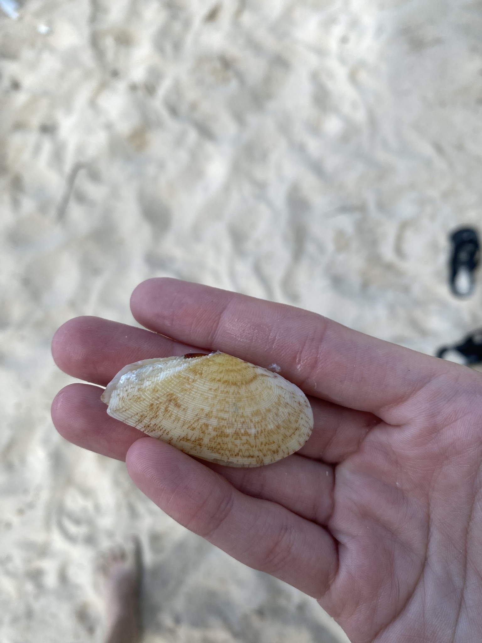 Tellinella listeri (Röding, 1798)