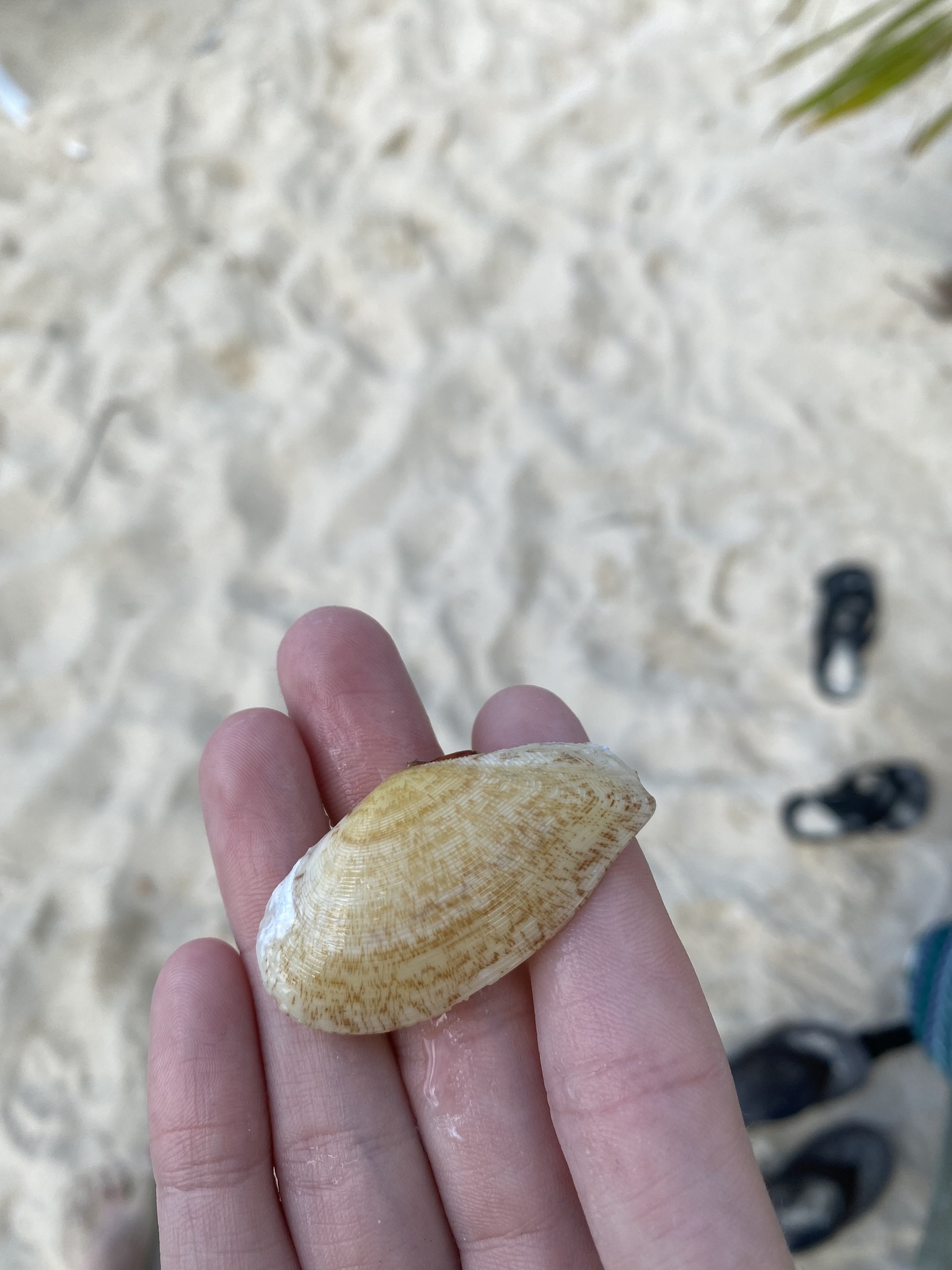 Tellinella listeri (Röding, 1798)