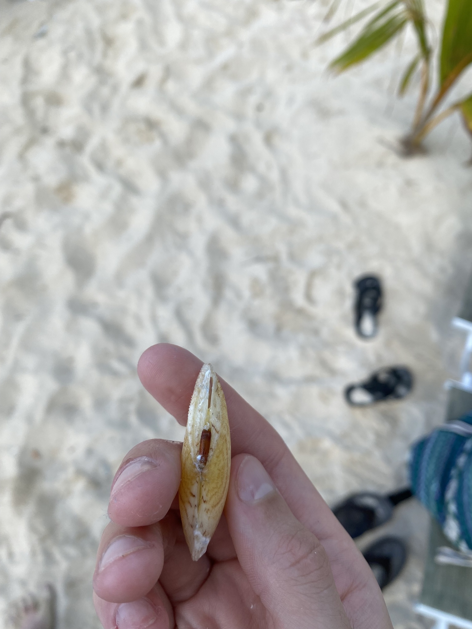 Tellinella listeri (Röding, 1798)