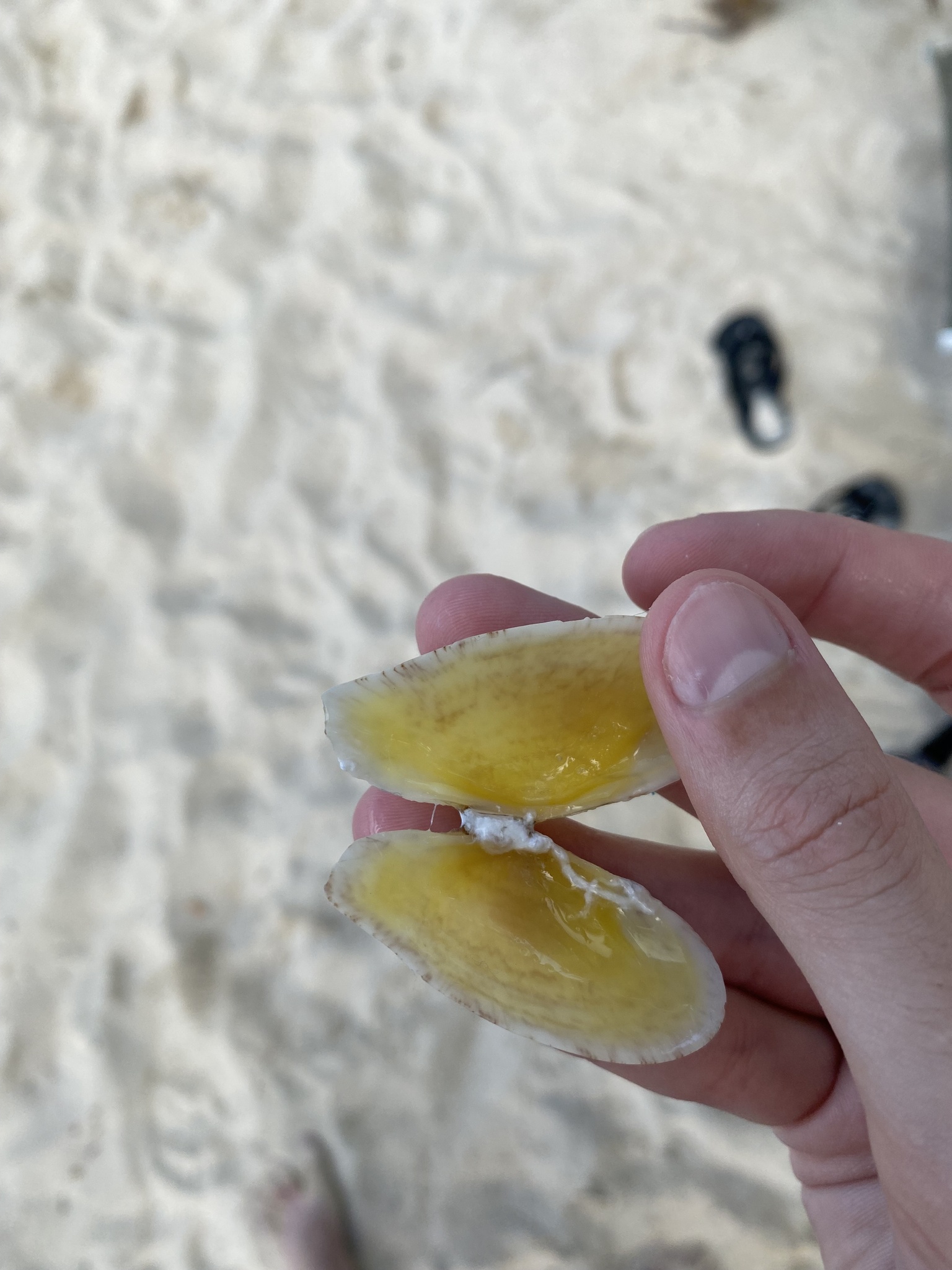 Tellinella listeri (Röding, 1798)