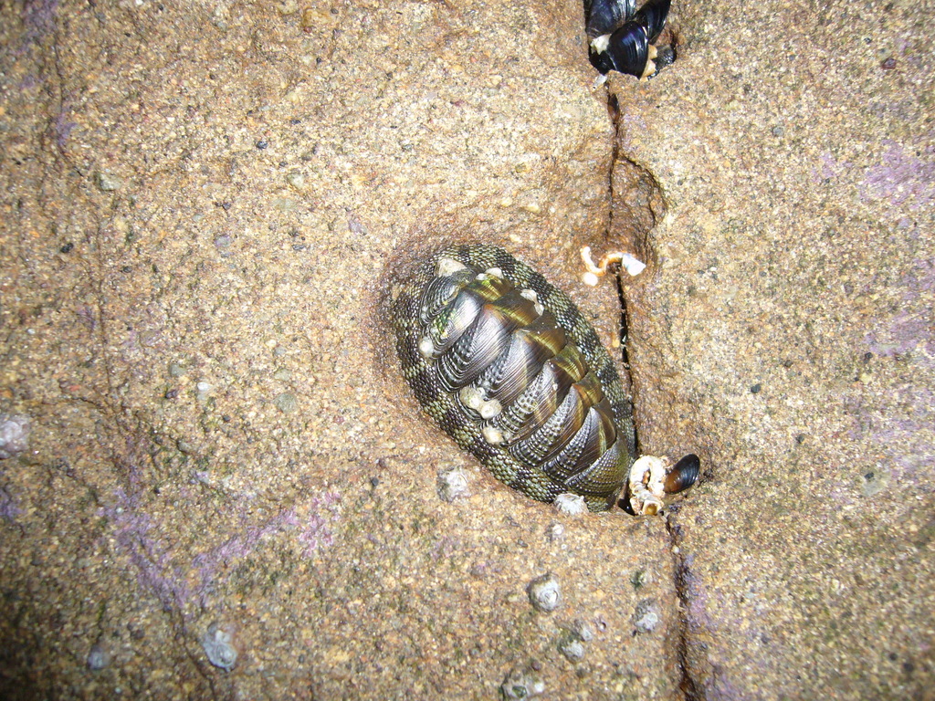 Snakeskin Chiton from Muriwai, New Zealand on January 28, 2022 at 01:44 ...
