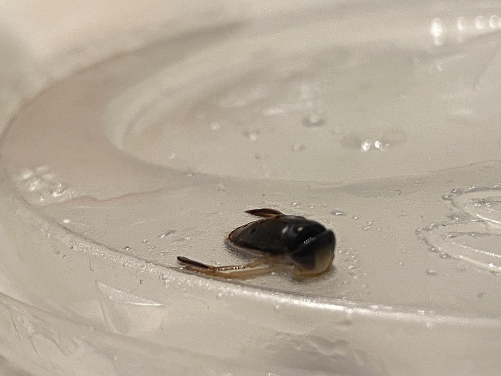 Water Bugs in July 2022 by nicoschweikert. Taken from a pool here after ...