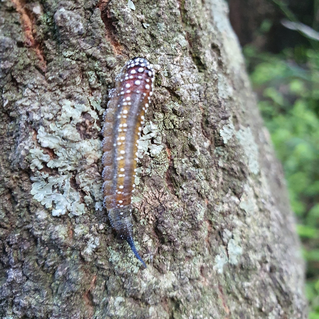 Winged and Once-winged Insects from Westlake QLD 4074, Australia on ...
