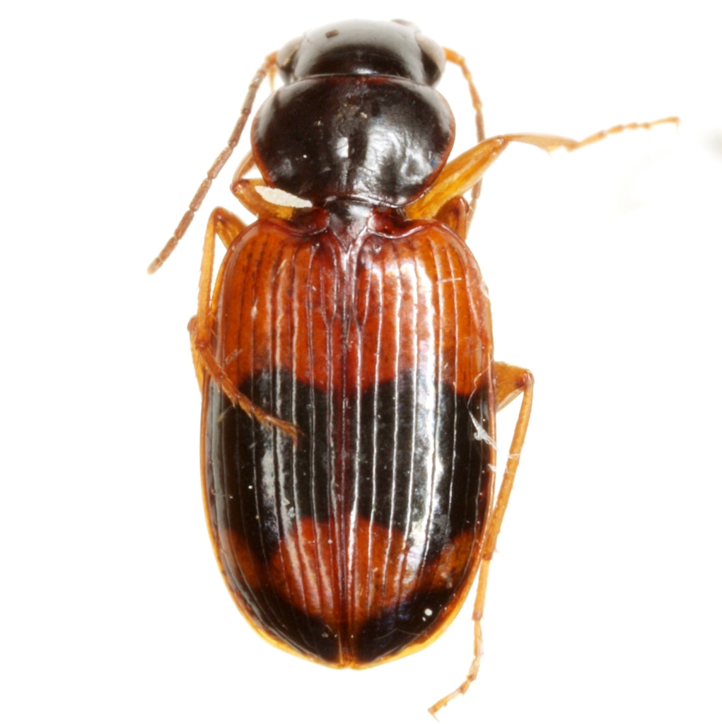 Badister maculatus from Riley Estate, College Station, Brazos County ...
