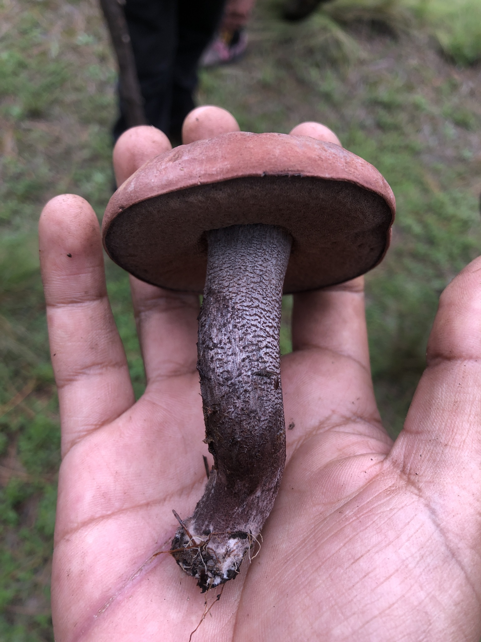 Sutorius eximius (Peck) Halling, Nuhn & Osmundson