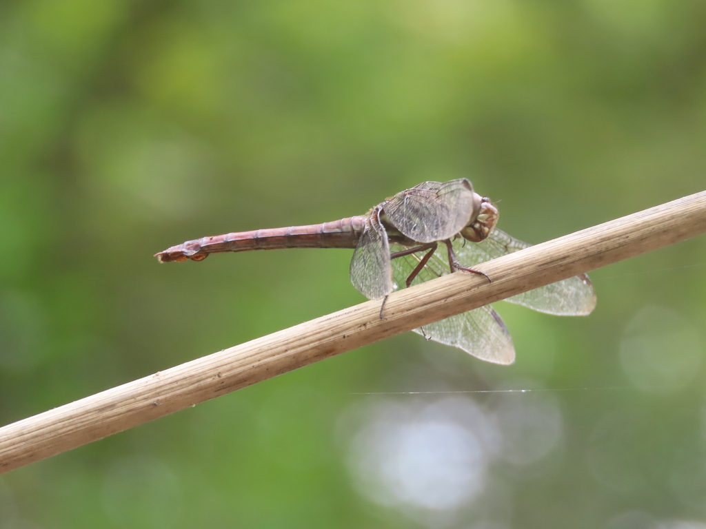 Tropical King Skimmers from Palo Grande, Panamá on July 9, 2022 at 10: ...