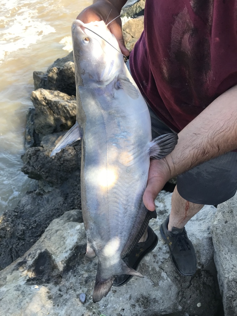Blue Catfish from Big Blue River, Manhattan, KS, US on July 09, 2022 at ...