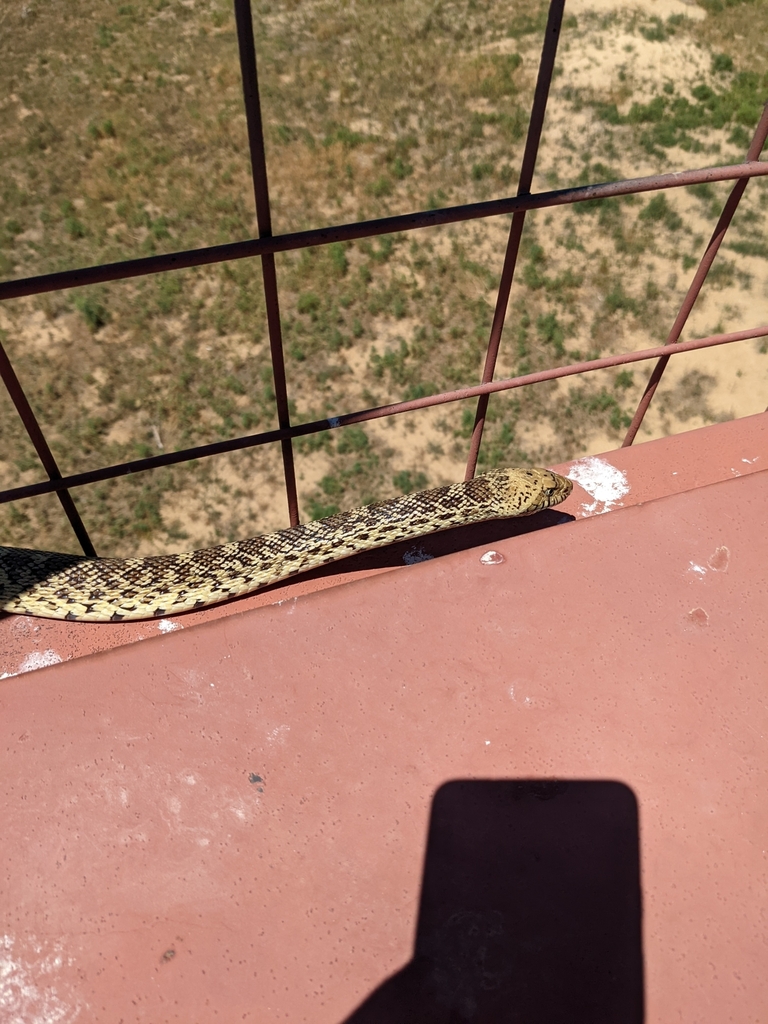 Gopher Snake from Keenesburg, CO 80643, USA on July 8, 2022 at 12:01 PM ...