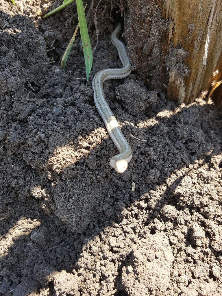 Lined Snake from 6789 SE State Farm Rd, North Platte, NE 69101, USA on ...