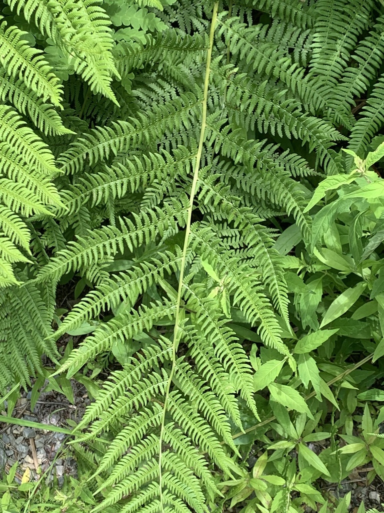 northern lady fern from Governor Thompson State Park, Goodman, WI, US ...