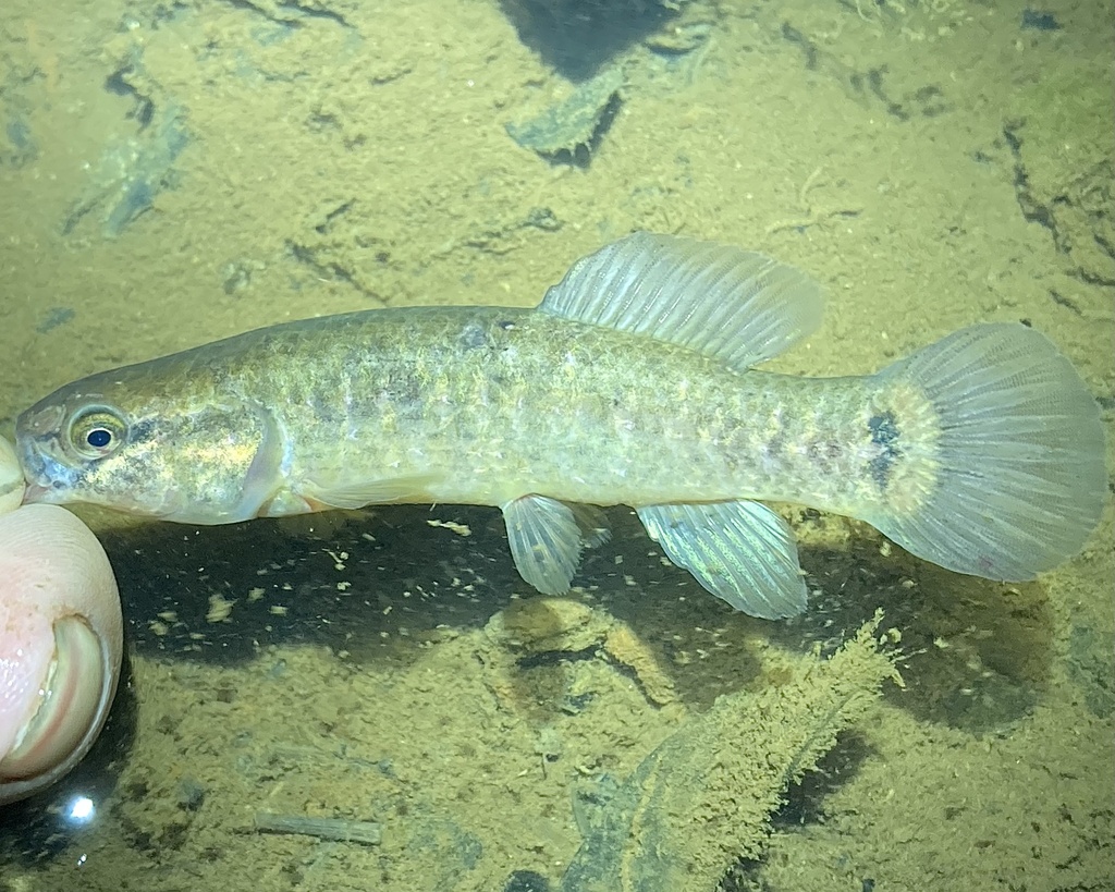 Central Mudminnow from Wildersville, TN, US on April 22, 2022 at 12:02 AM by ihunta. From in a ...