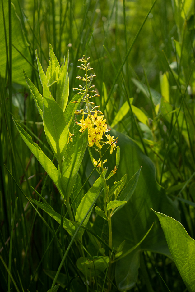 swamp candles in June 2022 by Emily Speelman · iNaturalist