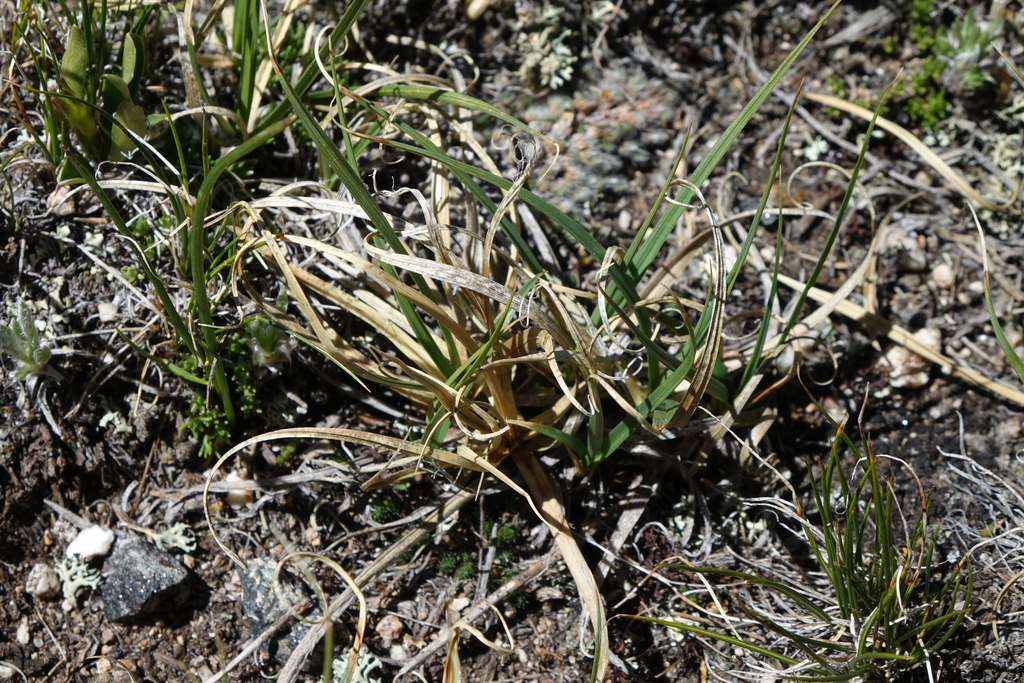 Rock Sedge from Arapaho & Roosevelt National Forests Pawnee National ...