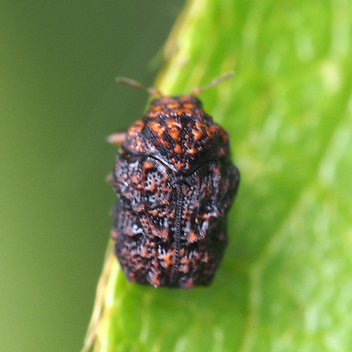 Chlamisus spilotus · iNaturalist