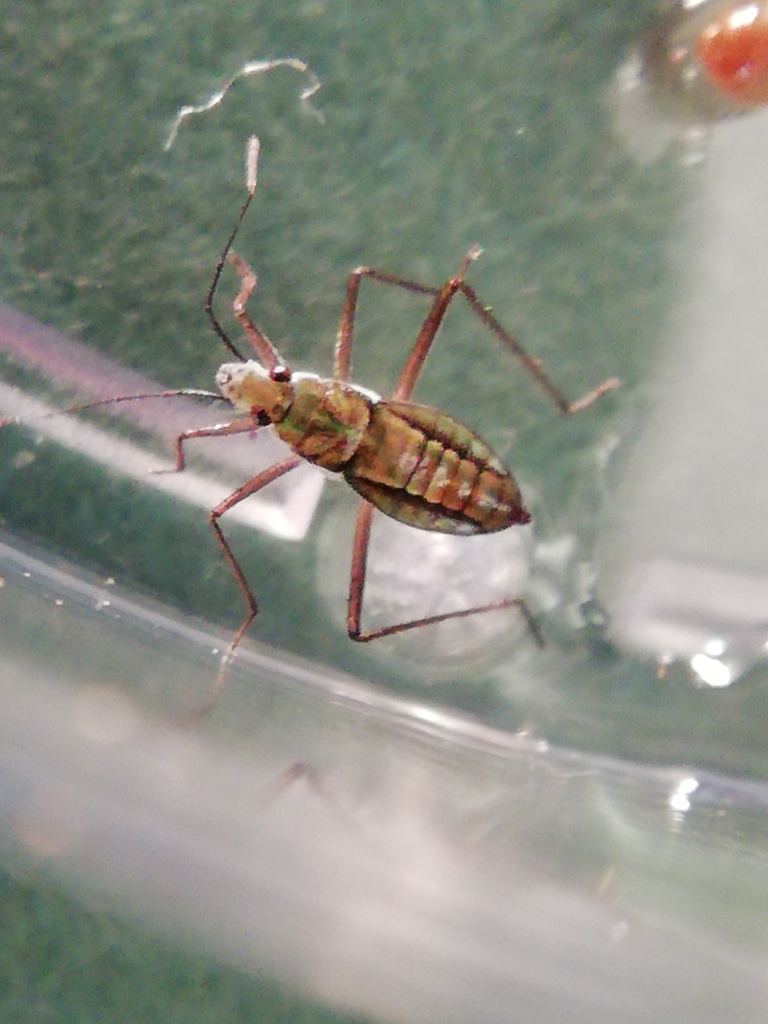 Mulsant's Water Treader from Nevada County, CA, USA on July 06, 2022 by ...