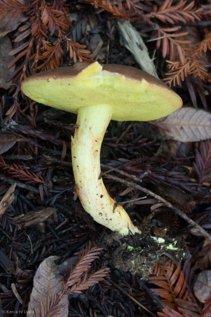 Boletus flaviporus (Higher Fungi of the San Francisco Bay Area ...