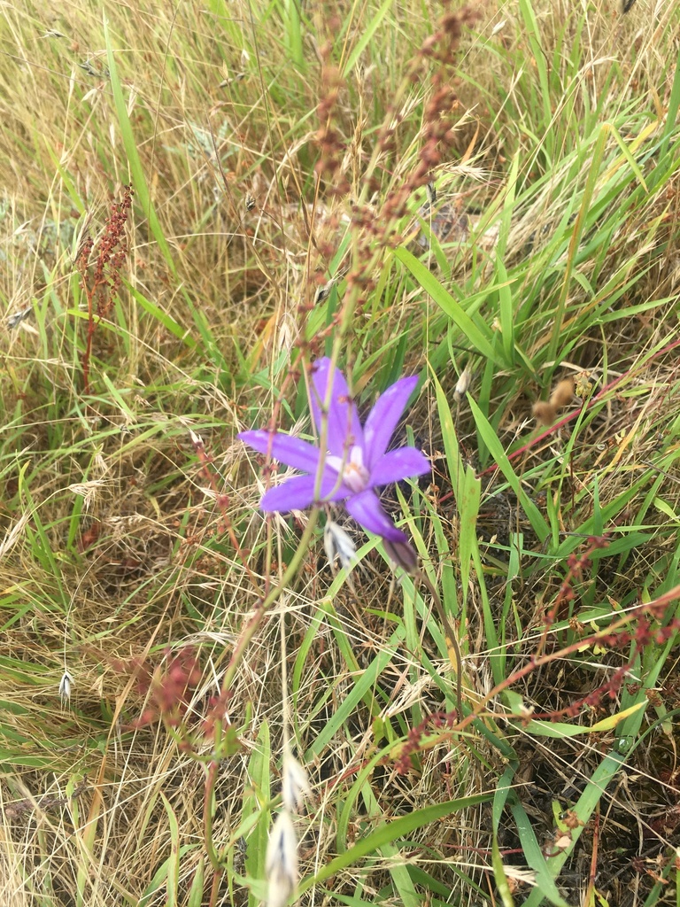 crown brodiaea from Rathtrevor Beach Provincial Park, Parksville, BC ...