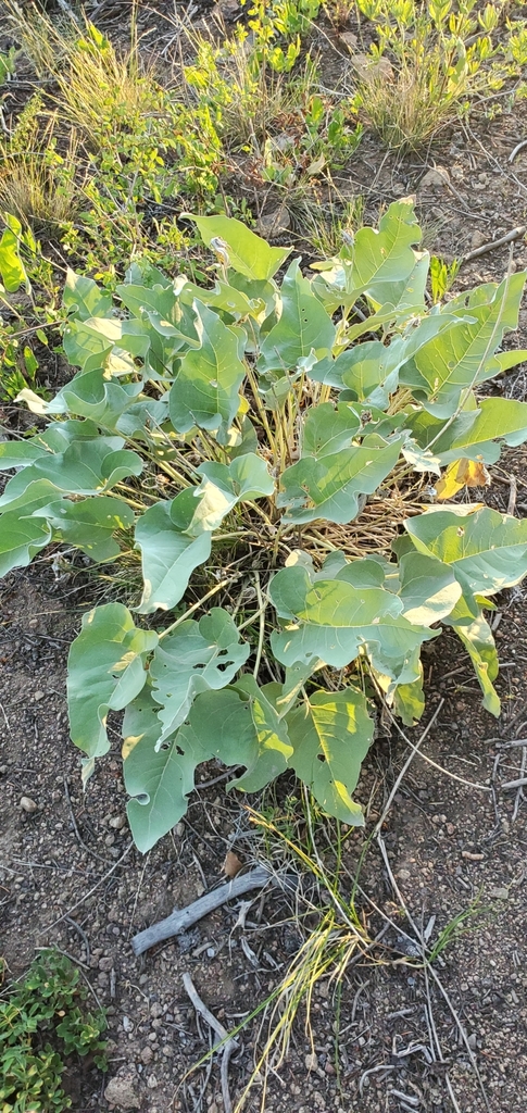 arrowleaf balsamroot from Parshall, CO 80468, USA on July 9, 2022 at 08 ...
