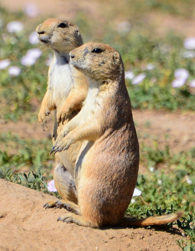Prairie Dogs (Cynomys) - Know Your Mammals