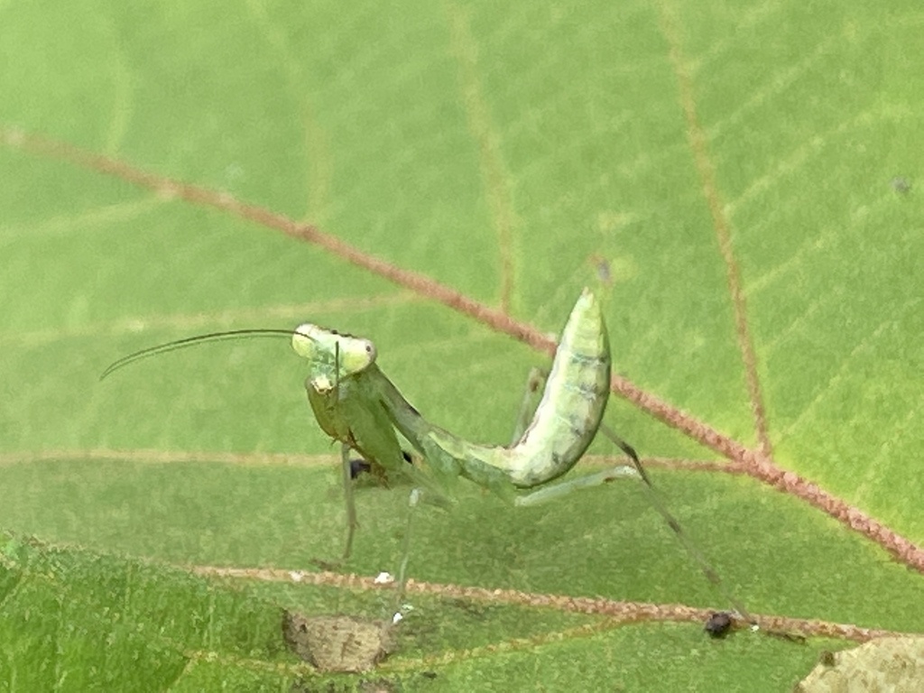 Giant Asian Mantis from Kamariyahigashi 4-Chōme, Kanazawa, Yokohama ...