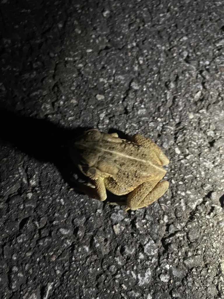 American Toad from Waterford On The Rocky River, Kannapolis, NC, US on ...