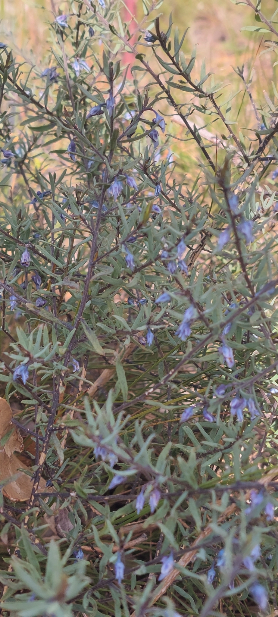 Pigea floribunda (Lindl.) Lindl.