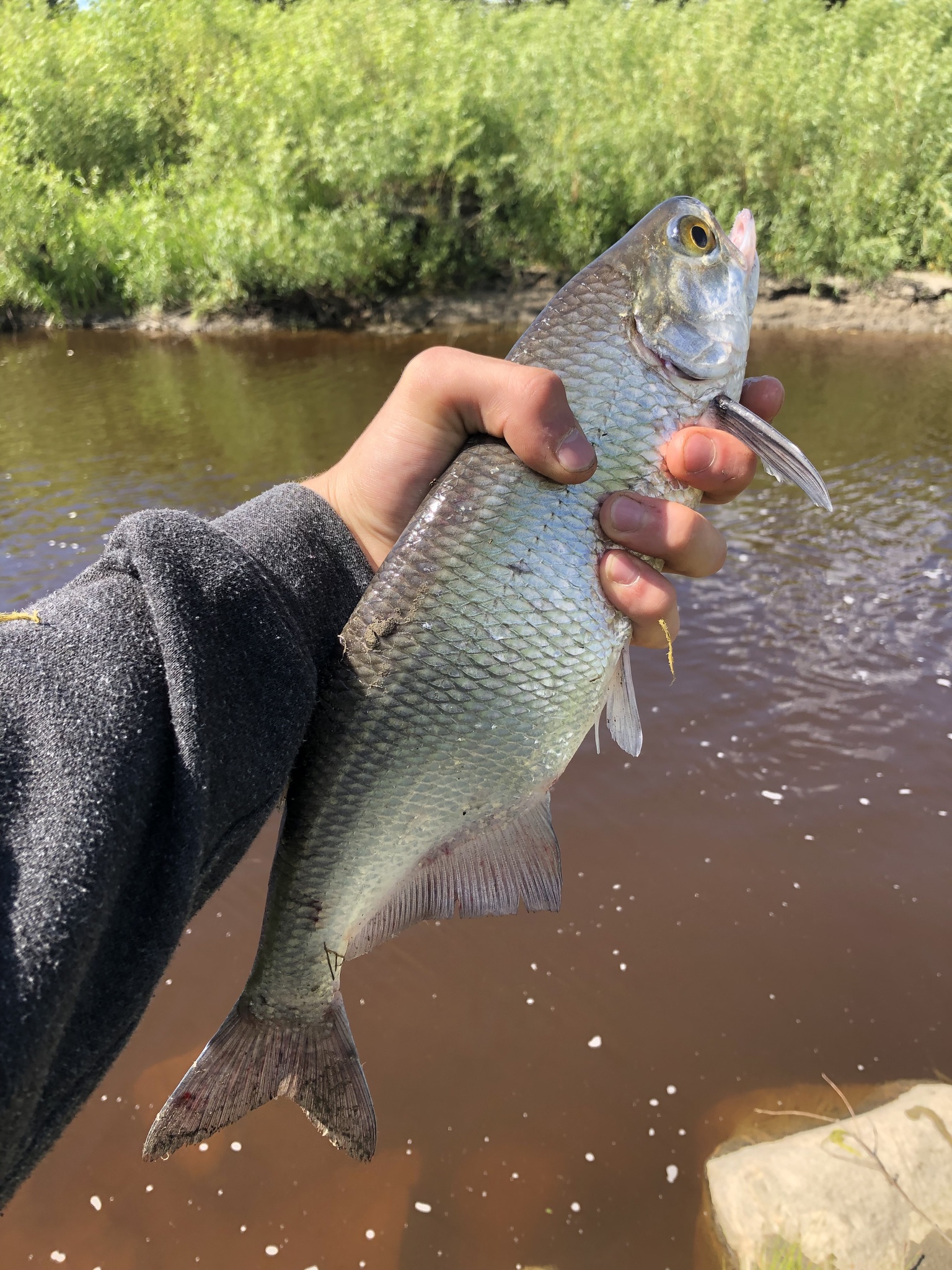 Hiodon Lesueur, 1818