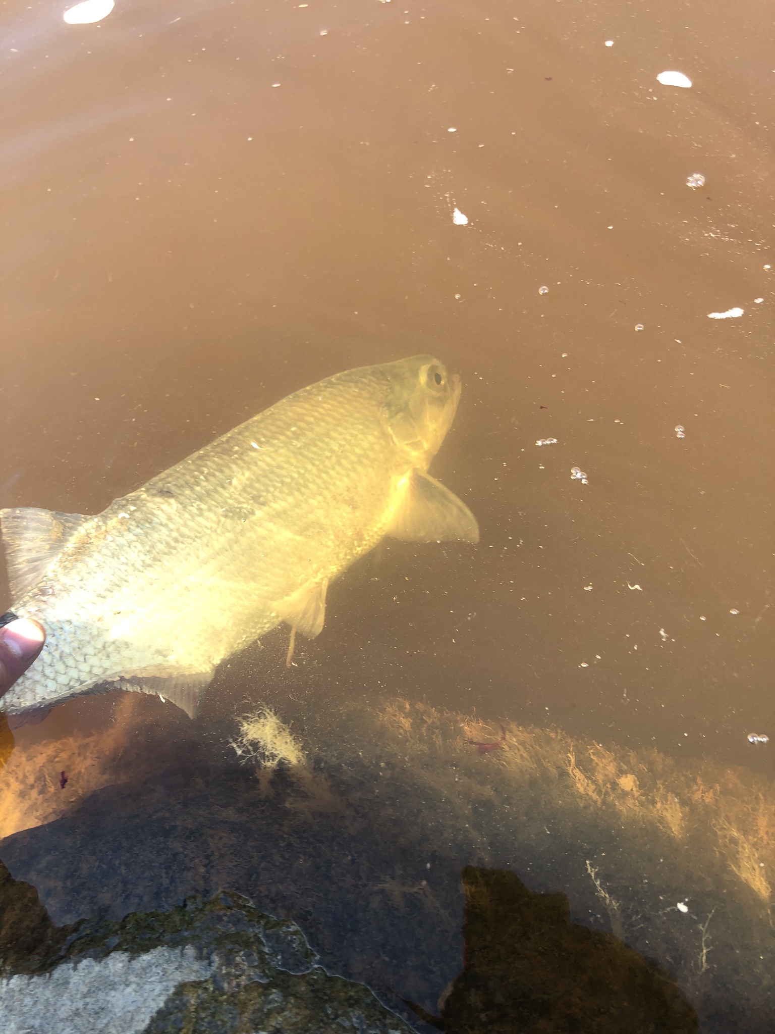 Hiodon Lesueur, 1818