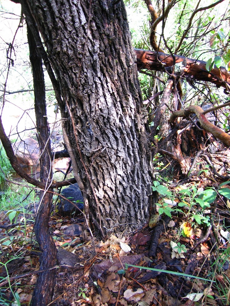 Chisos Mountains Oak (Quercus tardifolia) - Botanical Realm