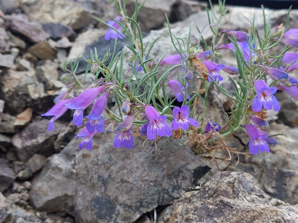 Penstemon crandallii glabrescens in July 2022 by Ernie Marx. ssp ...