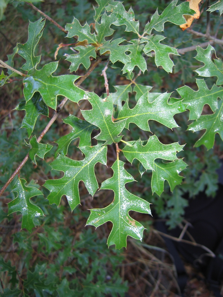 Chisos Red Oak (Quercus gravesii) - Botanical Realm