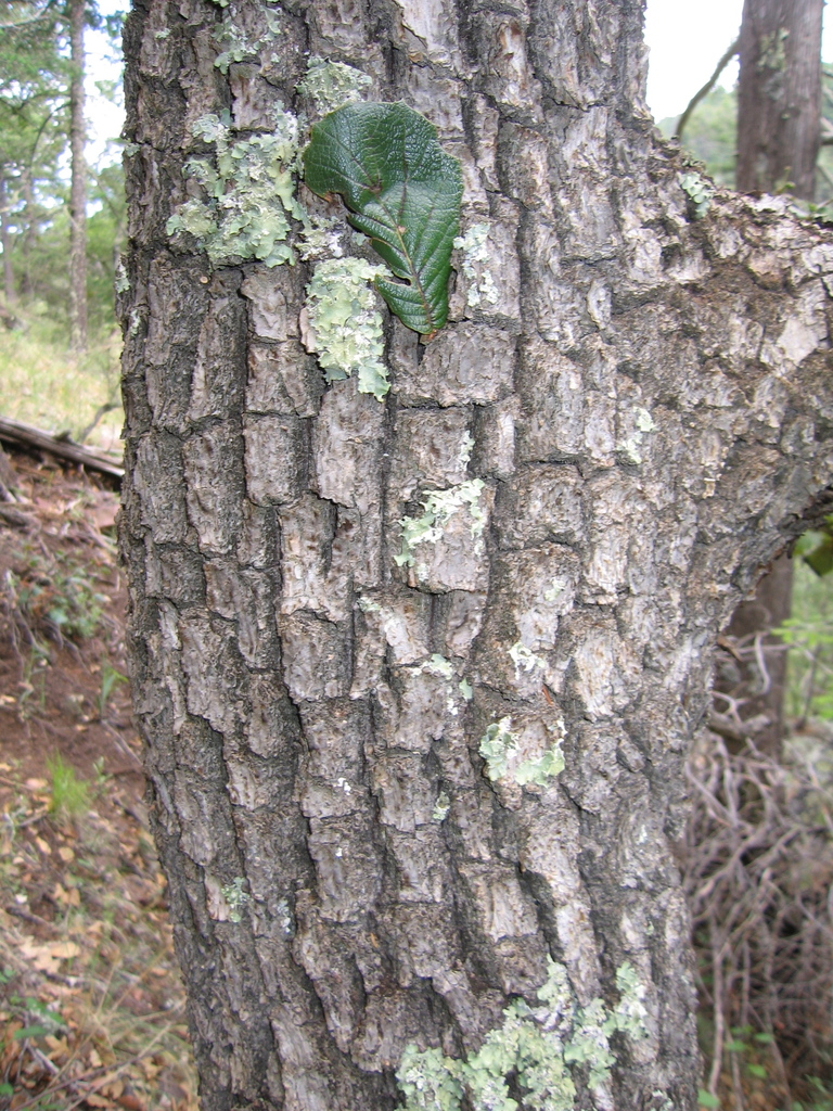 netleaf oak from Ocampo, Coah., Mexico on May 30, 2007 at 04:12 PM by ...