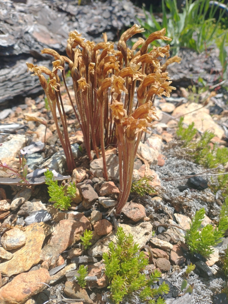yellow clustered broomrape from Happy Camp, CA 96039, USA on July 09 ...