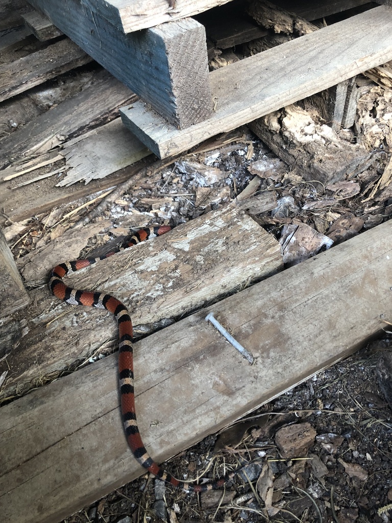Western Milksnake in July 2022 by edward s haight · iNaturalist