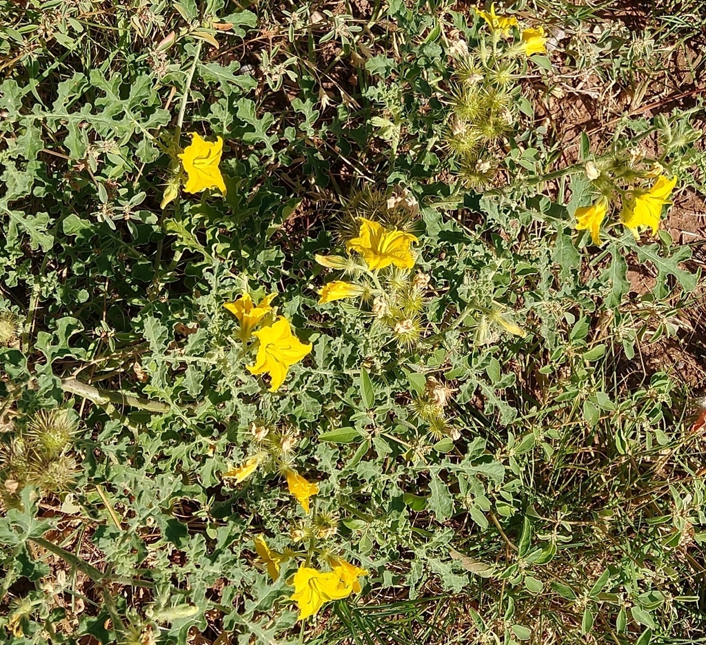 buffalo-bur from Georgetown, TX 78628, USA on July 09, 2022 at 09:39 AM ...