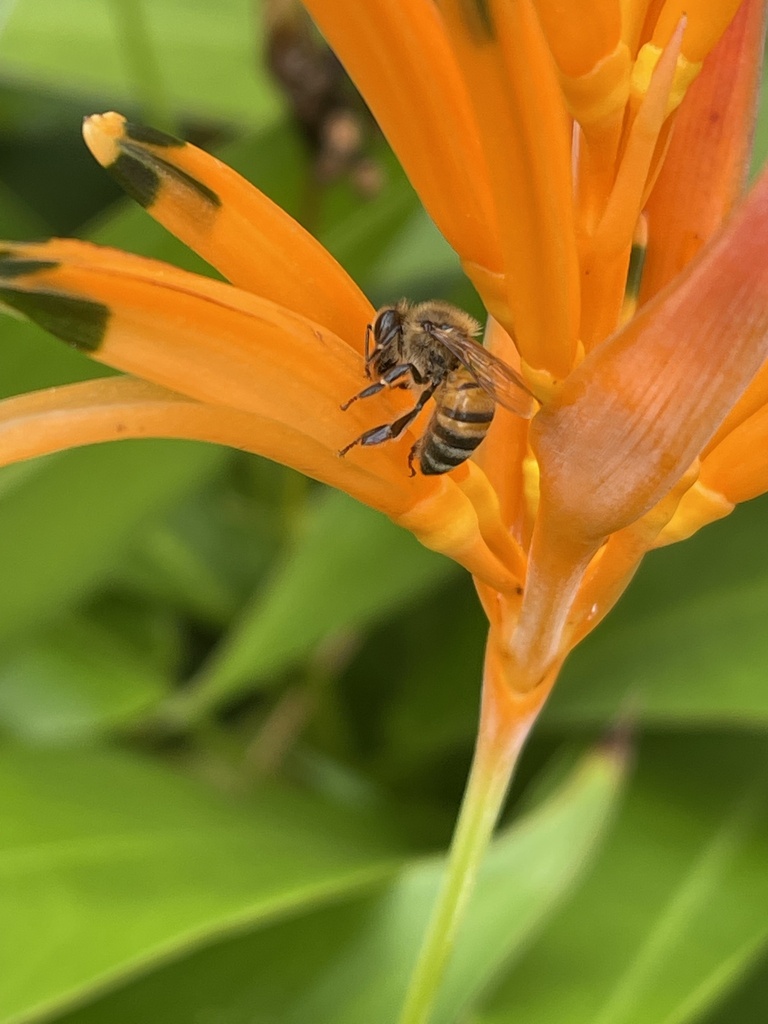 Western Honey Bee from El Yunque National Forest, Río Grande, Puerto ...