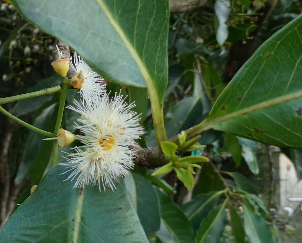 Lidded Cleistocalyx (Syzygium nervosum) - Botanical Realm