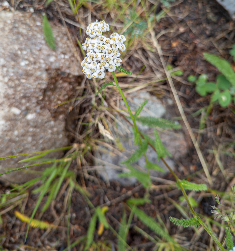 common yarrow from Jasper National Park, Jasper, Division No. 15 ...