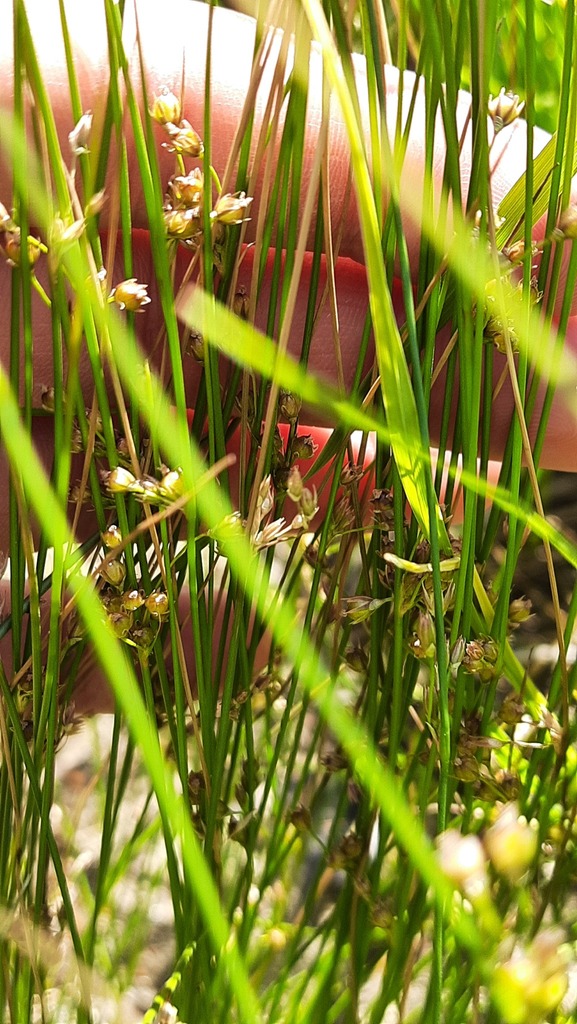 Thread Rush from Novyy Urengoy, Yamal-Nenets, Russia on July 09, 2022 ...