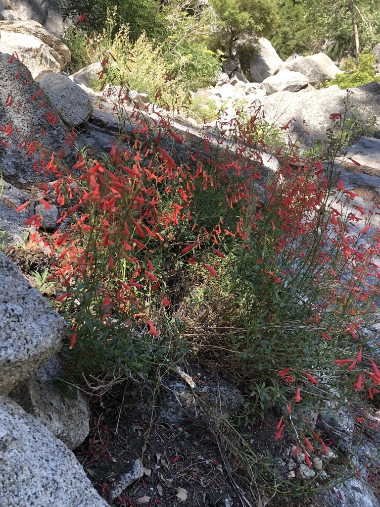 Bridges' penstemon from Yosemite National Park, Yosemite National Park ...