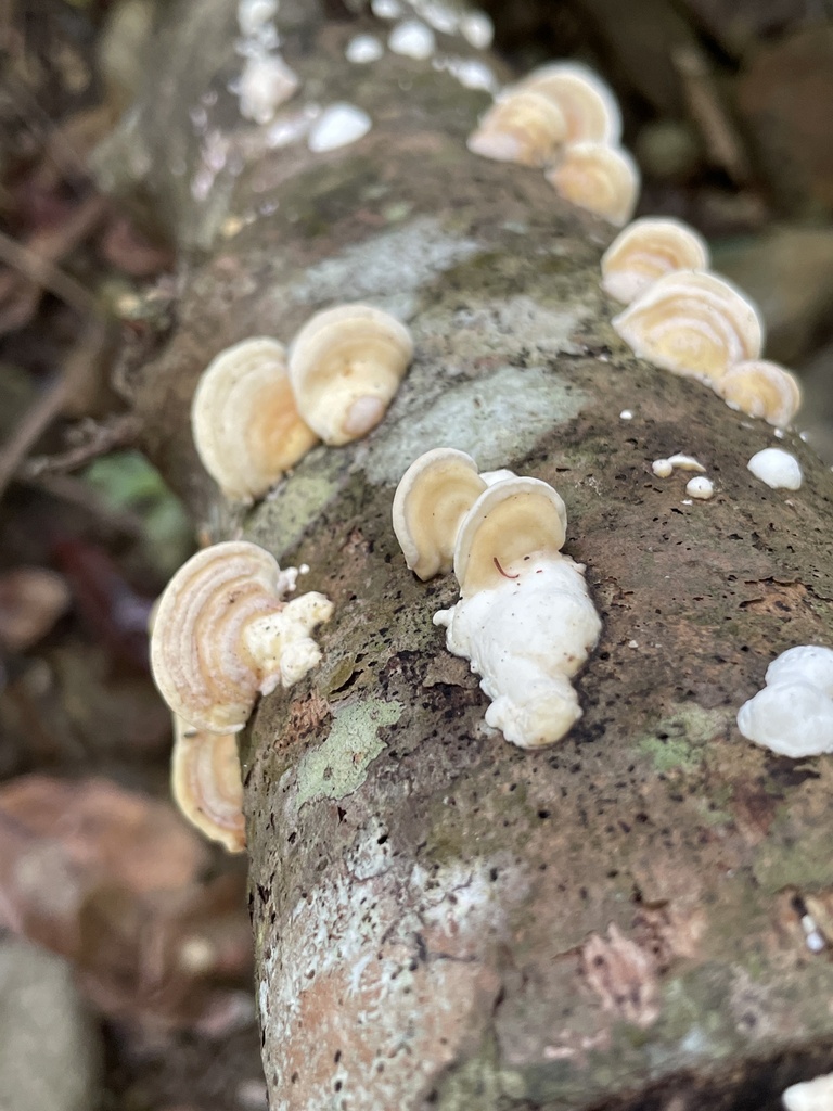 shelf fungi from Whitsunday, AU-QL, AU on July 10, 2022 at 10:44 AM by ...