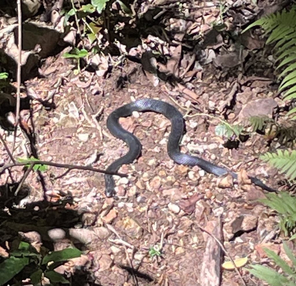 Red-bellied Black Snake from Conway National Park, Cape Conway, QLD, AU ...