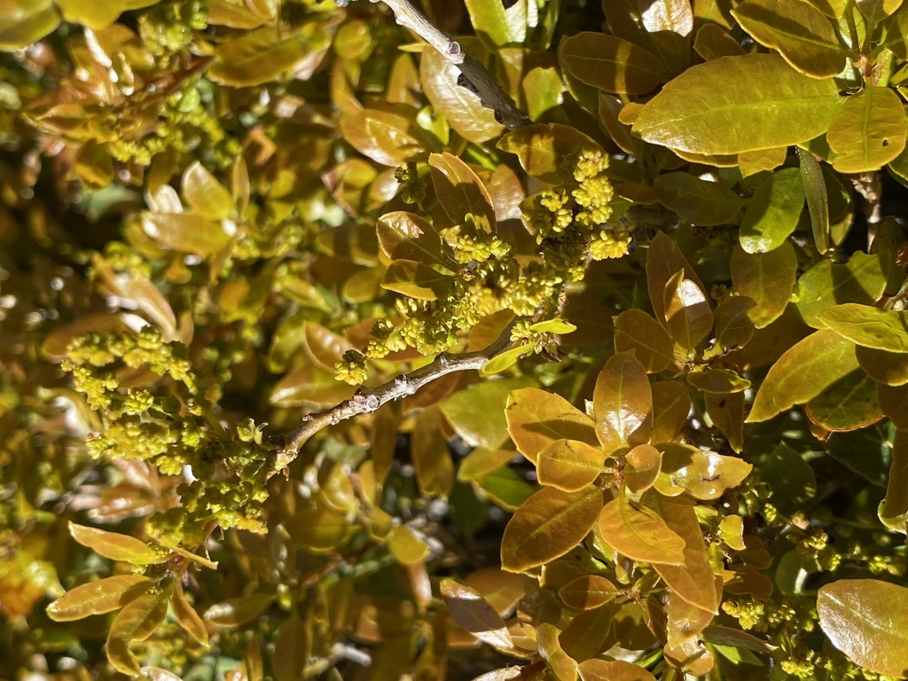 huckleberry oak from Tahoe National Forest, Truckee, CA, US on July 09 ...