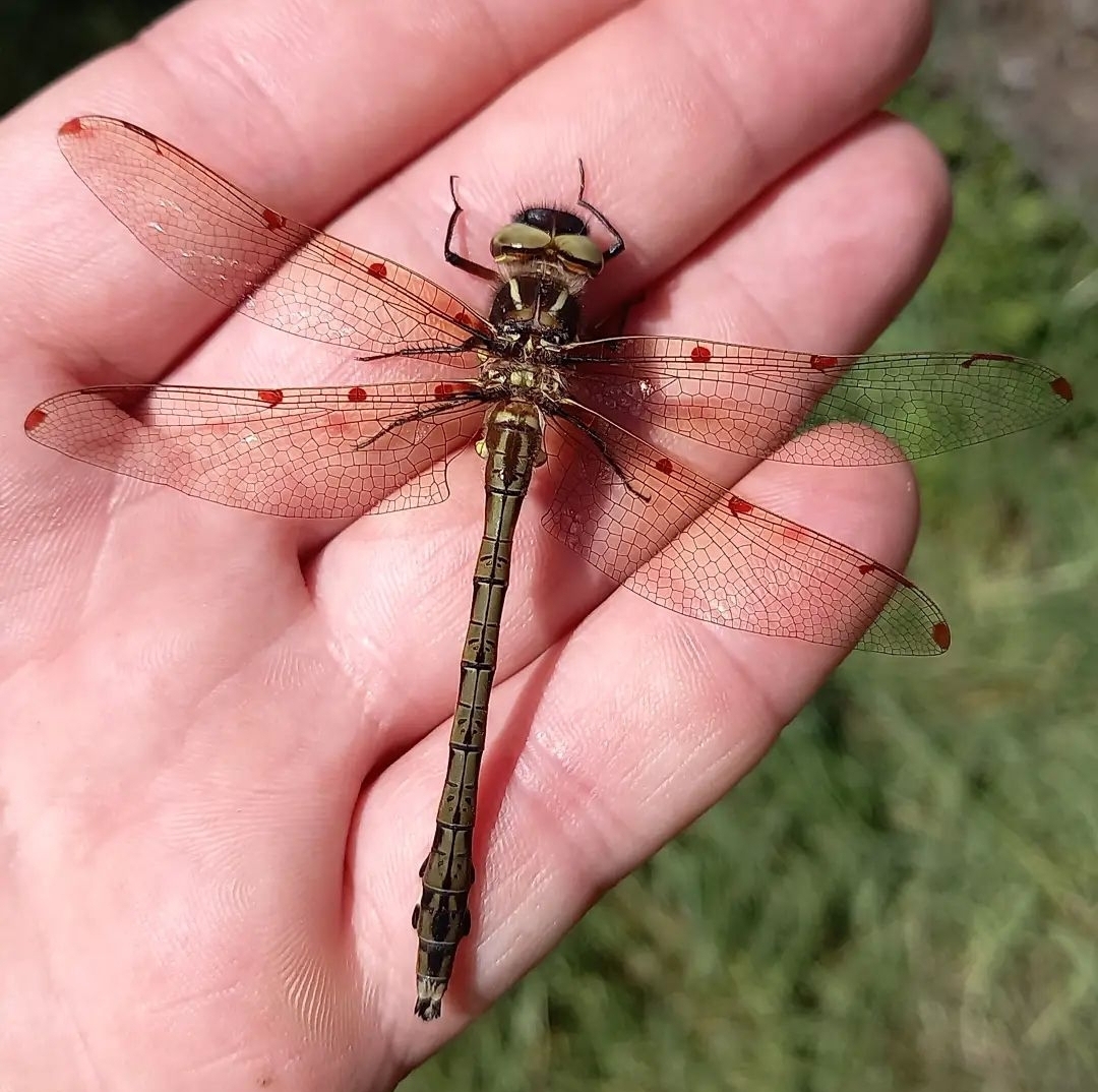 Austropetaliidae