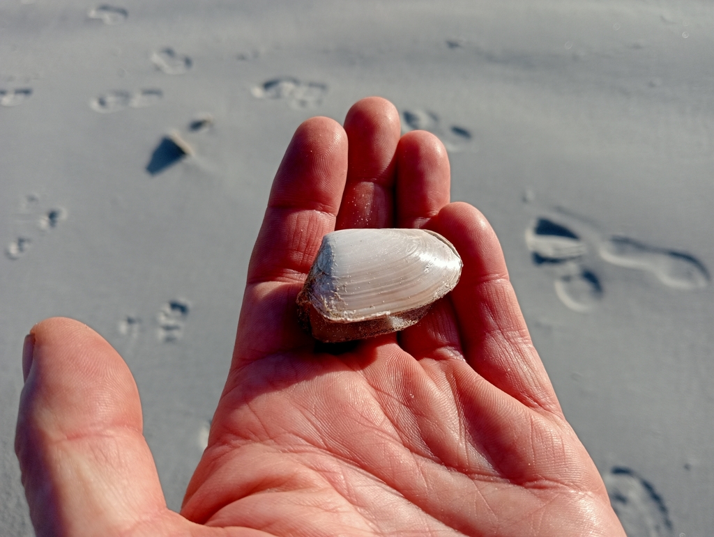 Tuatua from Waitati 9085, New Zealand on July 10, 2022 at 02:56 PM by ...