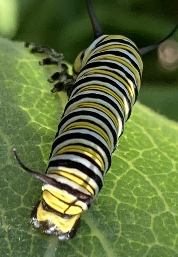 Monarch from Mylar Park, Cheyenne, WY, US on August 01, 2020 at 10:12 ...