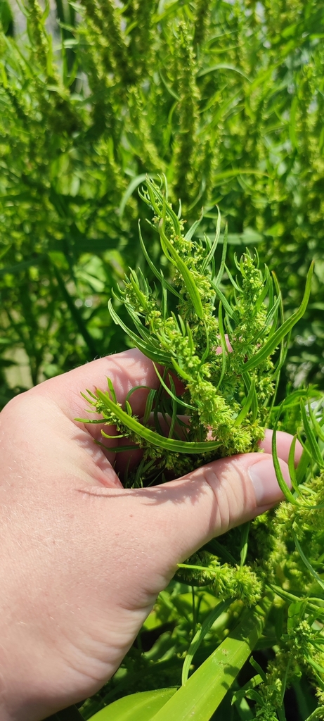 Golden Dock from Тюменская обл., Россия, 626390 on July 9, 2022 at 01: ...