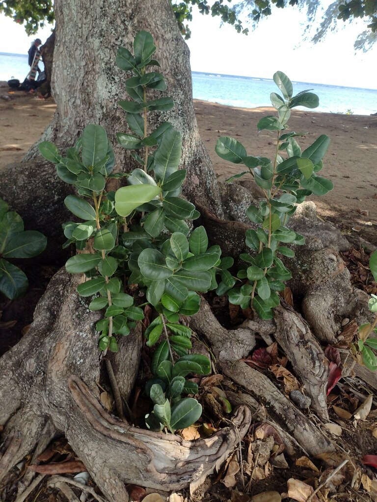 Madagascar Olive from Kauai, Hawaii, United States on July 5, 2022 at ...