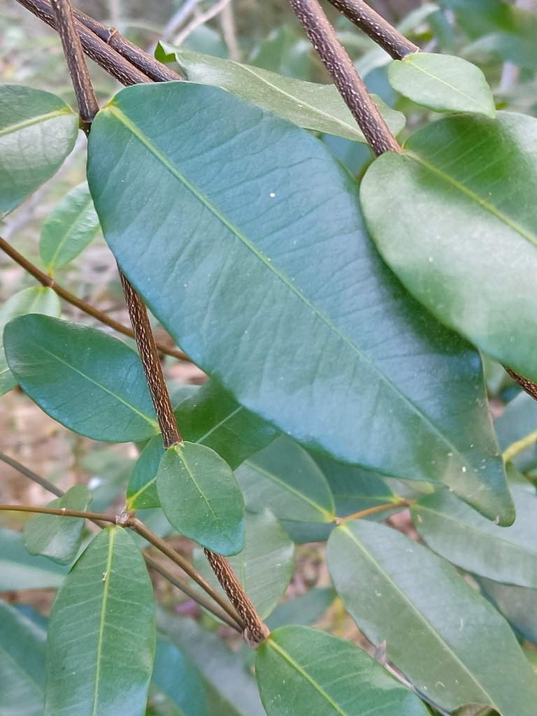 Bellbird Vine from Yengarie QLD 4650, Australia on July 10, 2022 at 04: ...